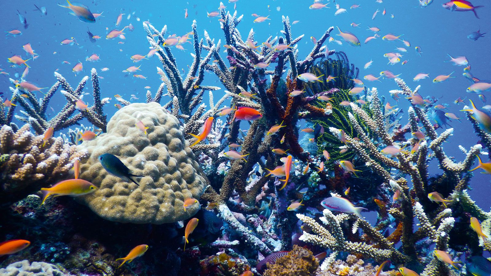 The Ocean Awards 2021: The Winners